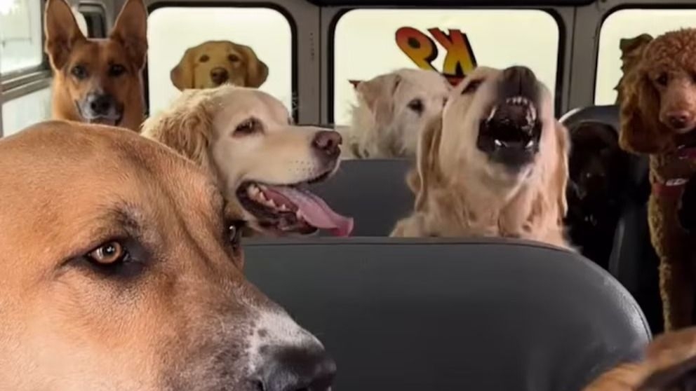 El tierno video viral de perros dormidos paseando en un colectivo