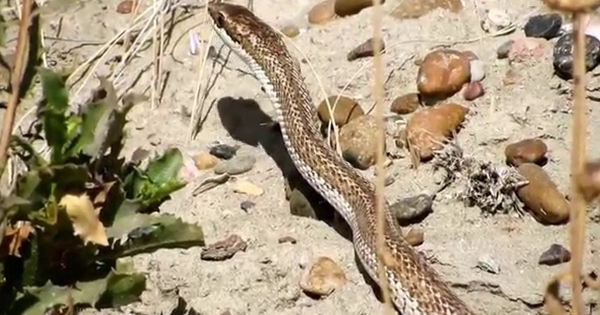 Alerta por serpientes ratoneras: cómo actuar ante la presencia de reptiles