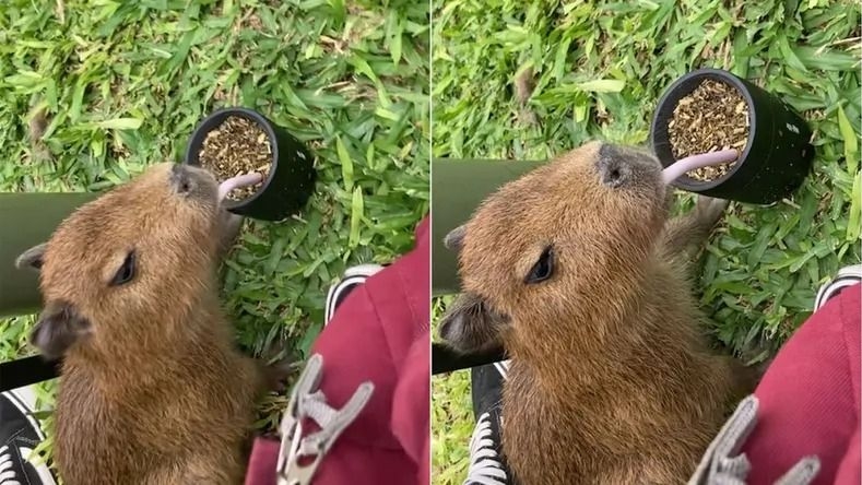 Hallaron a un carpincho tomando mate y se volvió viral en redes sociales
