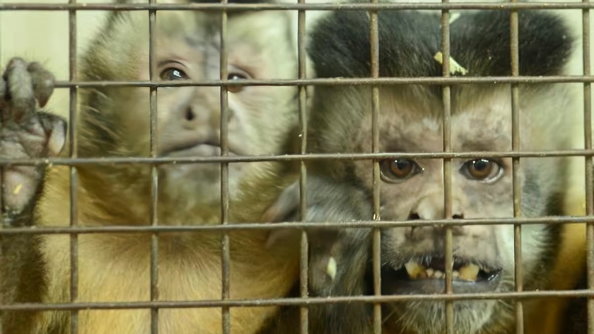 Tras cuatros años de espera, liberaron los monos de laboratorios en ...