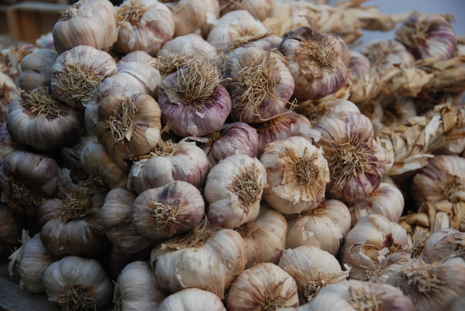 En los últimos años, se redujo la superficie cultivada de ajos en San Juan