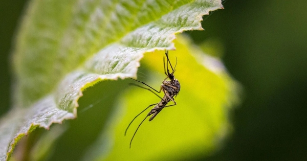 Mosquitos vs. Plantas: cuáles son las que espantan a los insectos