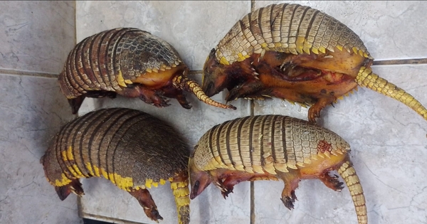 El Encón: sorprendieron a un sujeto con 4 quirquinchos faenados