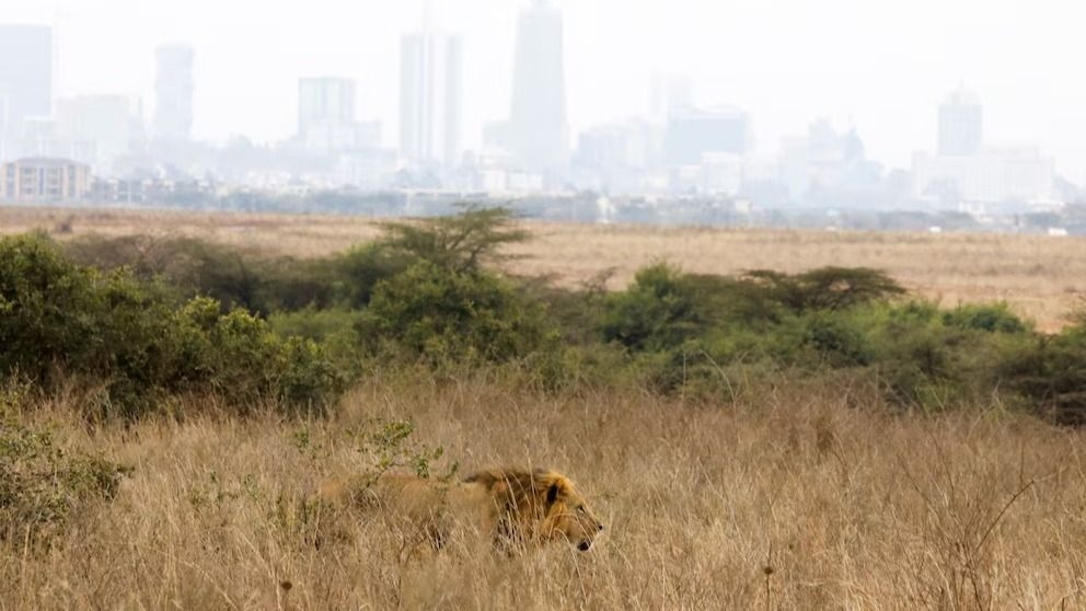 Empresario alemán muere tras ataque de león en safari de lujo en Namibia