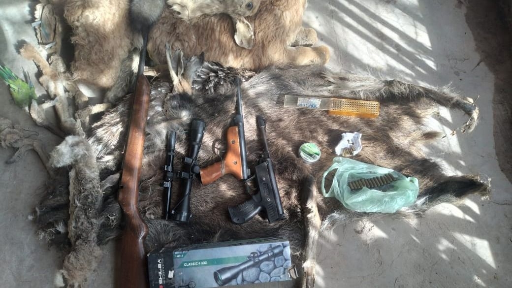 Hallan animales autóctonos disecados en un taller clandestino en San Juan