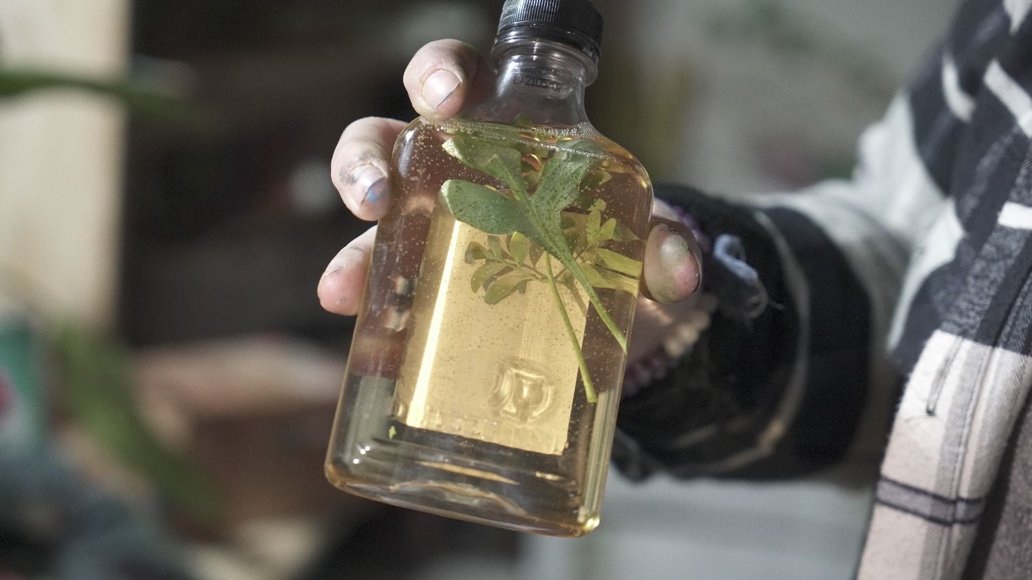 Tomar caña con ruda, una tradición que se afianza en San Juan