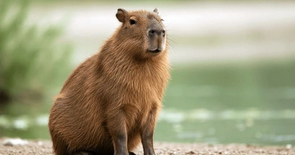 Lilibet saunders video download incredibly lovely girl