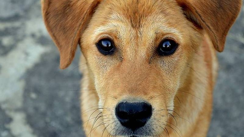 Qué significa la mirada fija de tu perro según especialistas en ...